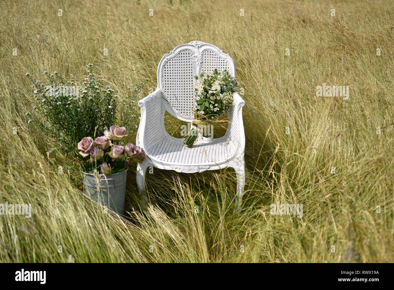 An antique French cane chair sits by itself in a field of Daisies and ...
