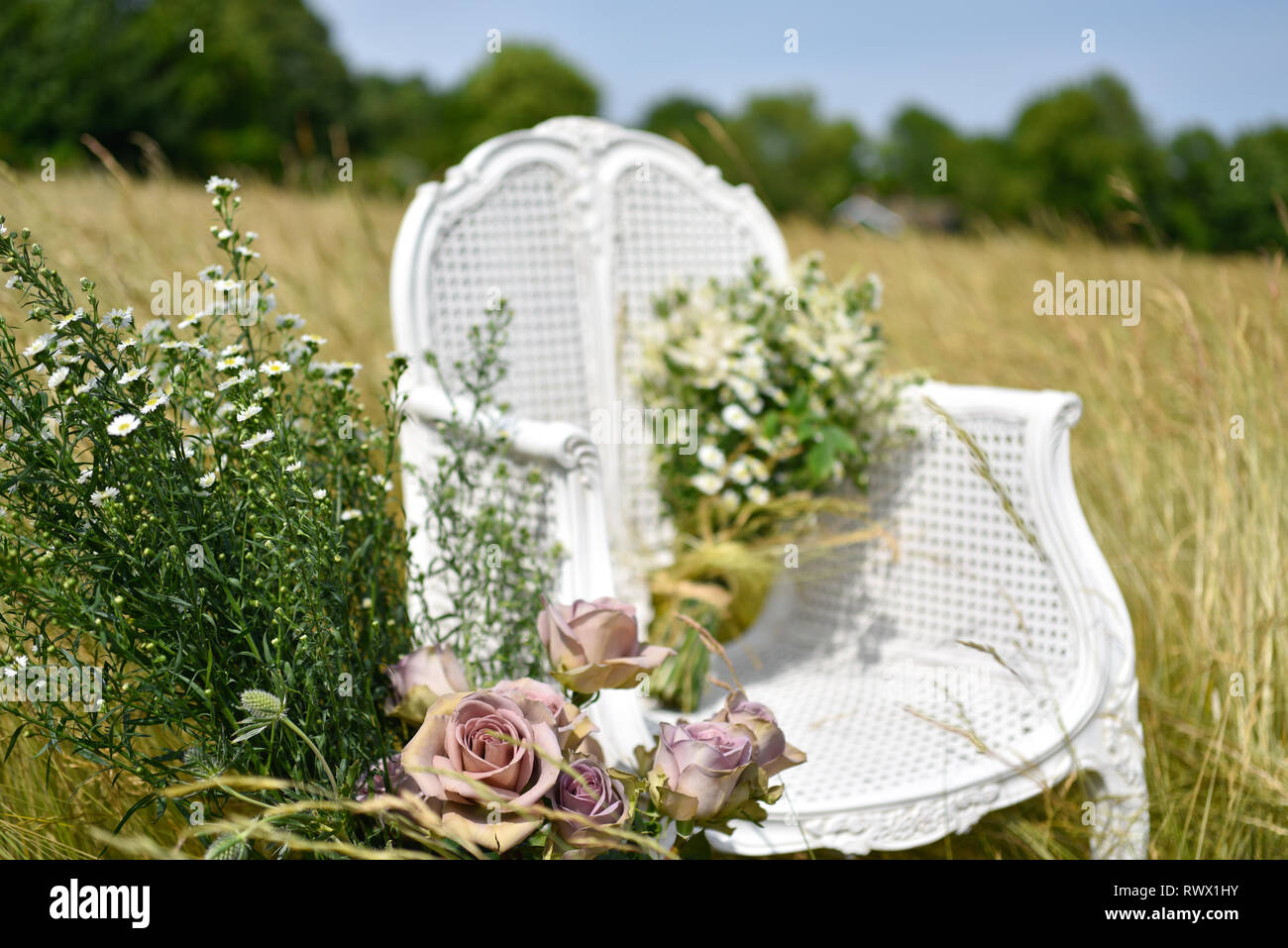 An antique French cane chair sits by itself in a field of Daisies and ...