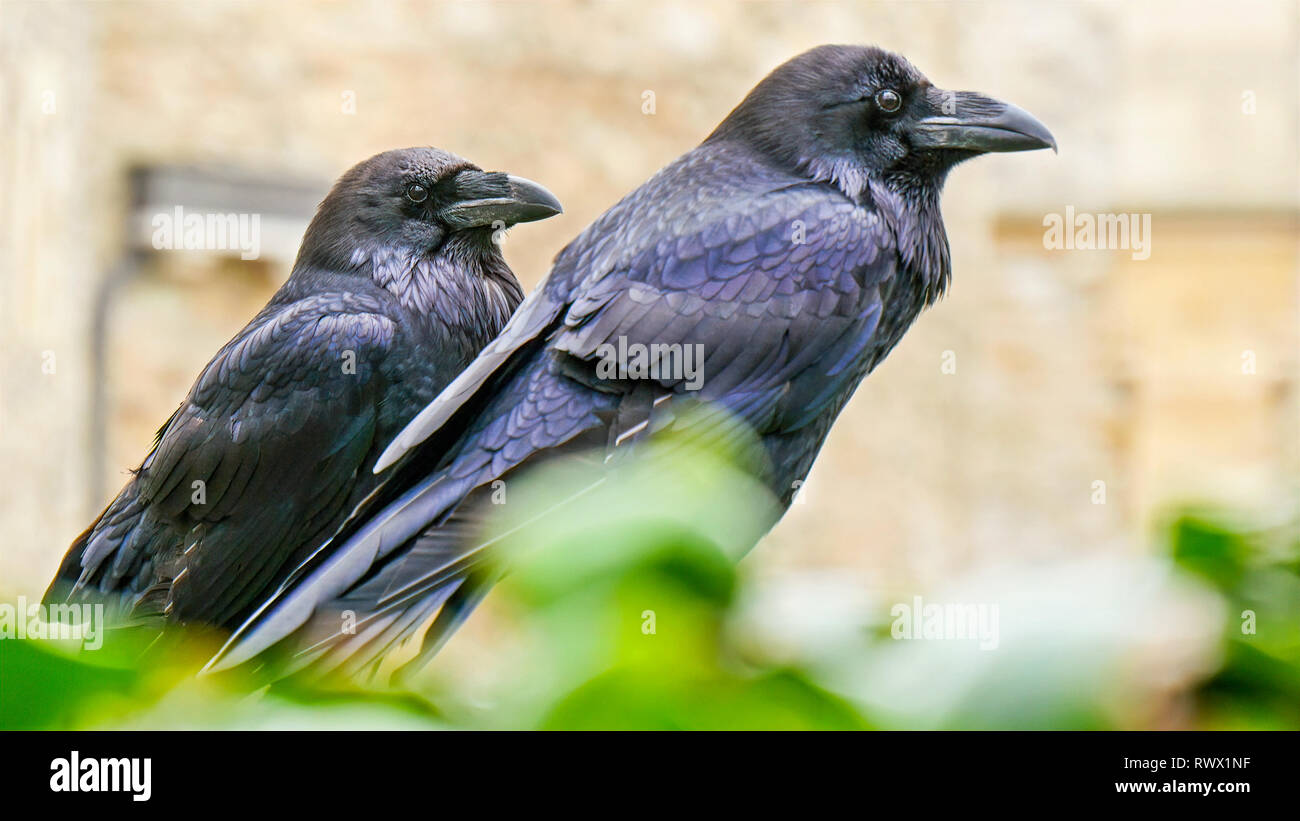 Raven tower of london hi-res stock photography and images - Alamy