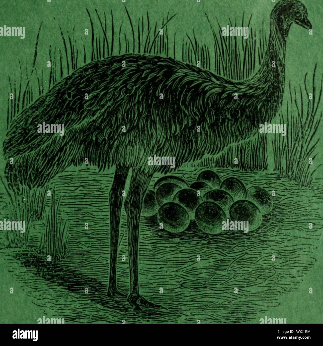 The Emu (1901 Stock Photo - Alamy