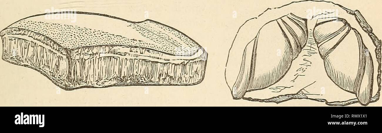 Siphuncle hi-res stock photography and images - Alamy