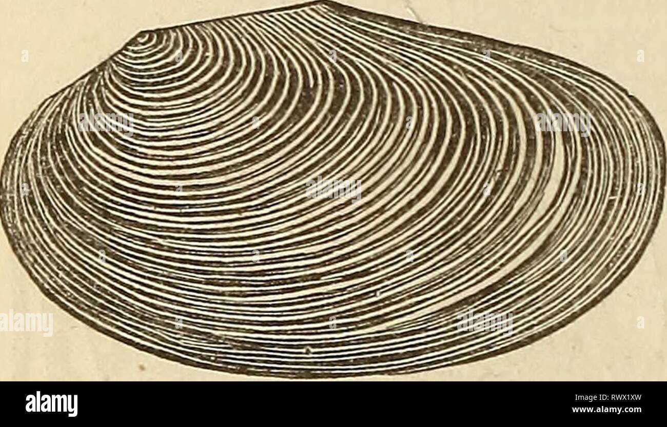 Textularia hi-res stock photography and images - Alamy