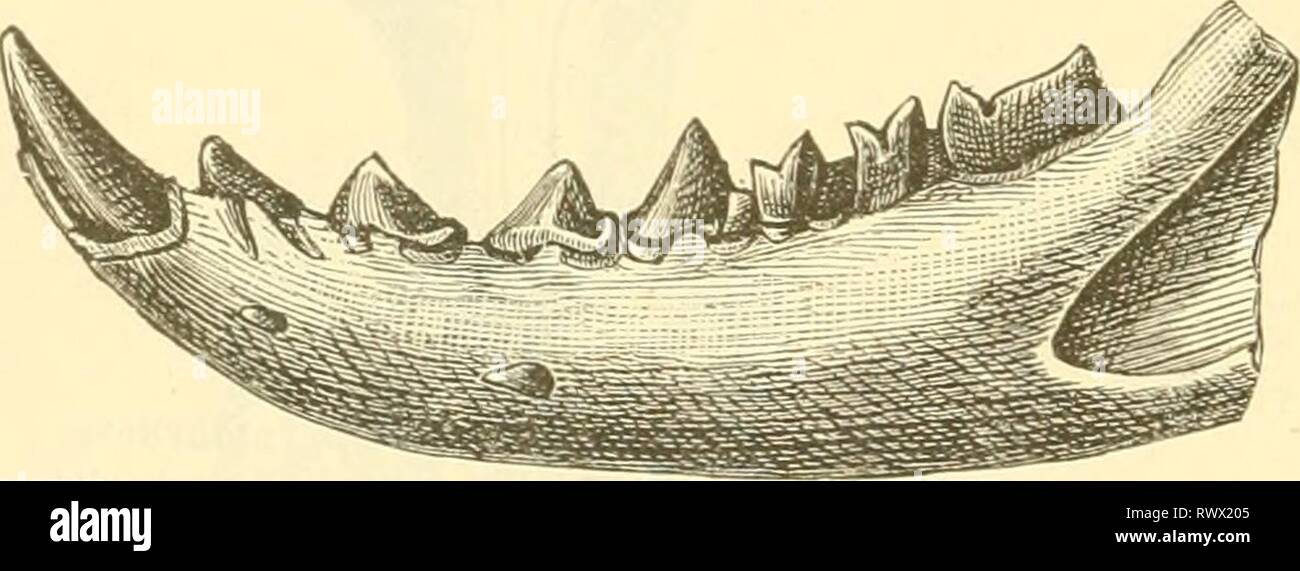 Pterodon hi-res stock photography and images - Alamy