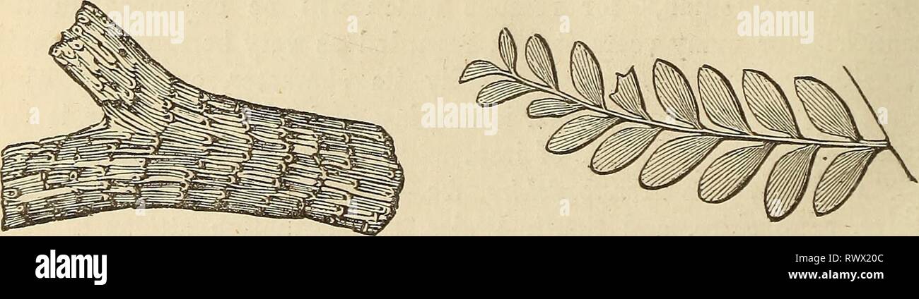 Cornstone hi-res stock photography and images - Alamy