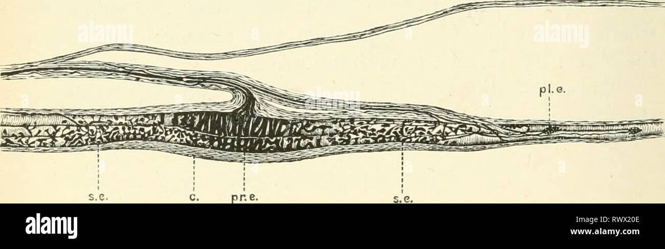 Elements of human physiology (1907) Elements of human physiology ...
