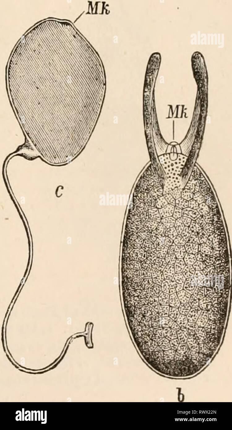Egg Chambers High Resolution Stock Photography and Images - Alamy