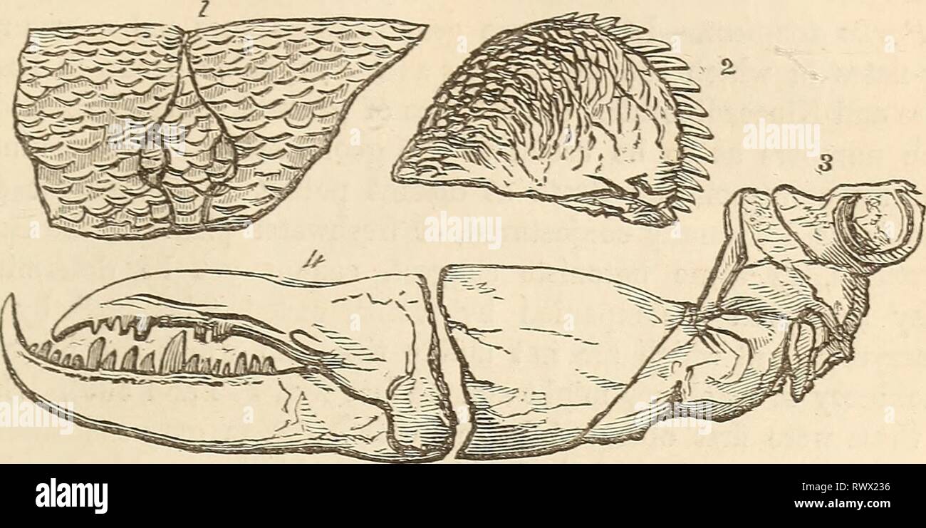 Pterygotus hi-res stock photography and images - Alamy