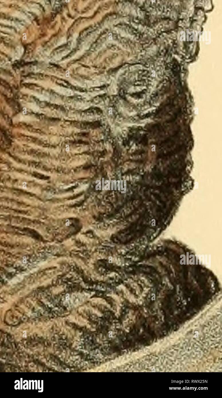 Elements of conchology an Elements of conchology : an introduction to ...