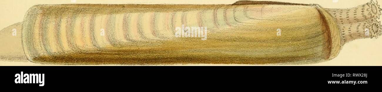 Elements of conchology an Stock Photo - Alamy