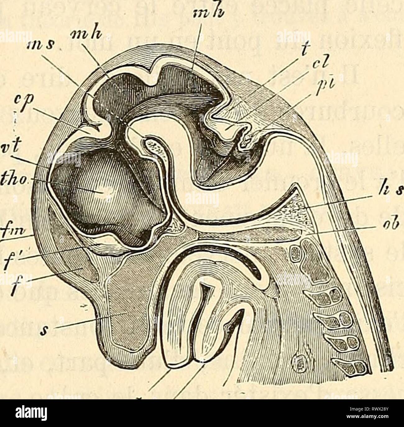 Embryologie, ou, Traité complet du Stock Photo - Alamy