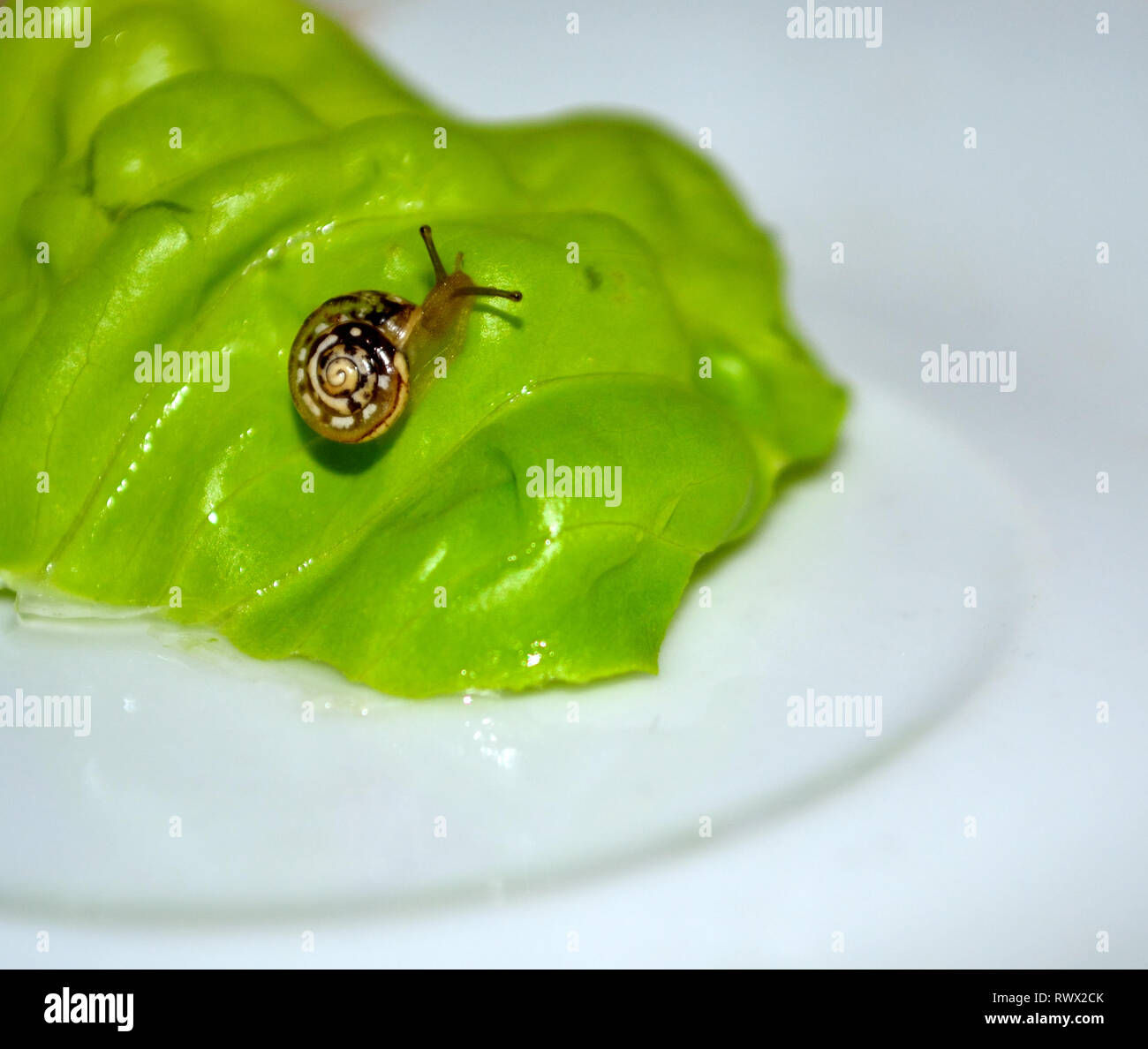 Snail lettuce hi-res stock photography and images - Alamy