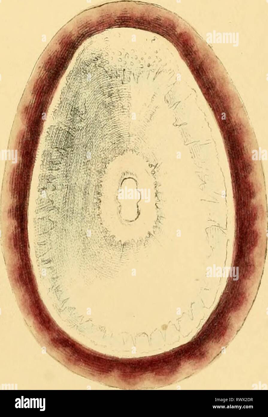Conchology drawing hi-res stock photography and images - Alamy