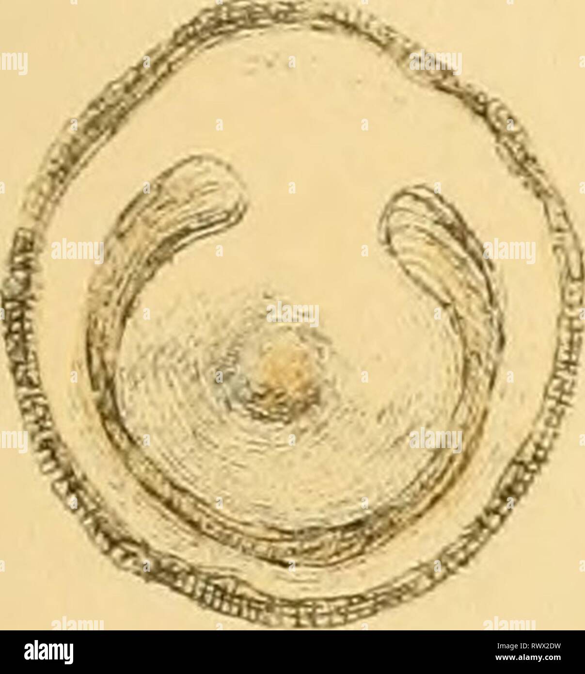 Elements of conchology an Stock Photo - Alamy