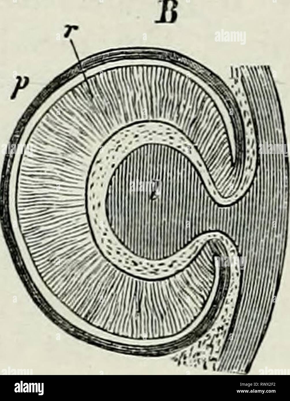 Elements of Comparative Anatomy (1878) Elements of Comparative Anatomy ...