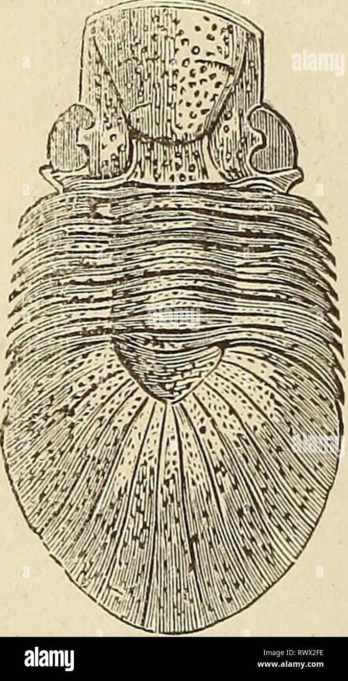 Conularia High Resolution Stock Photography and Images - Alamy