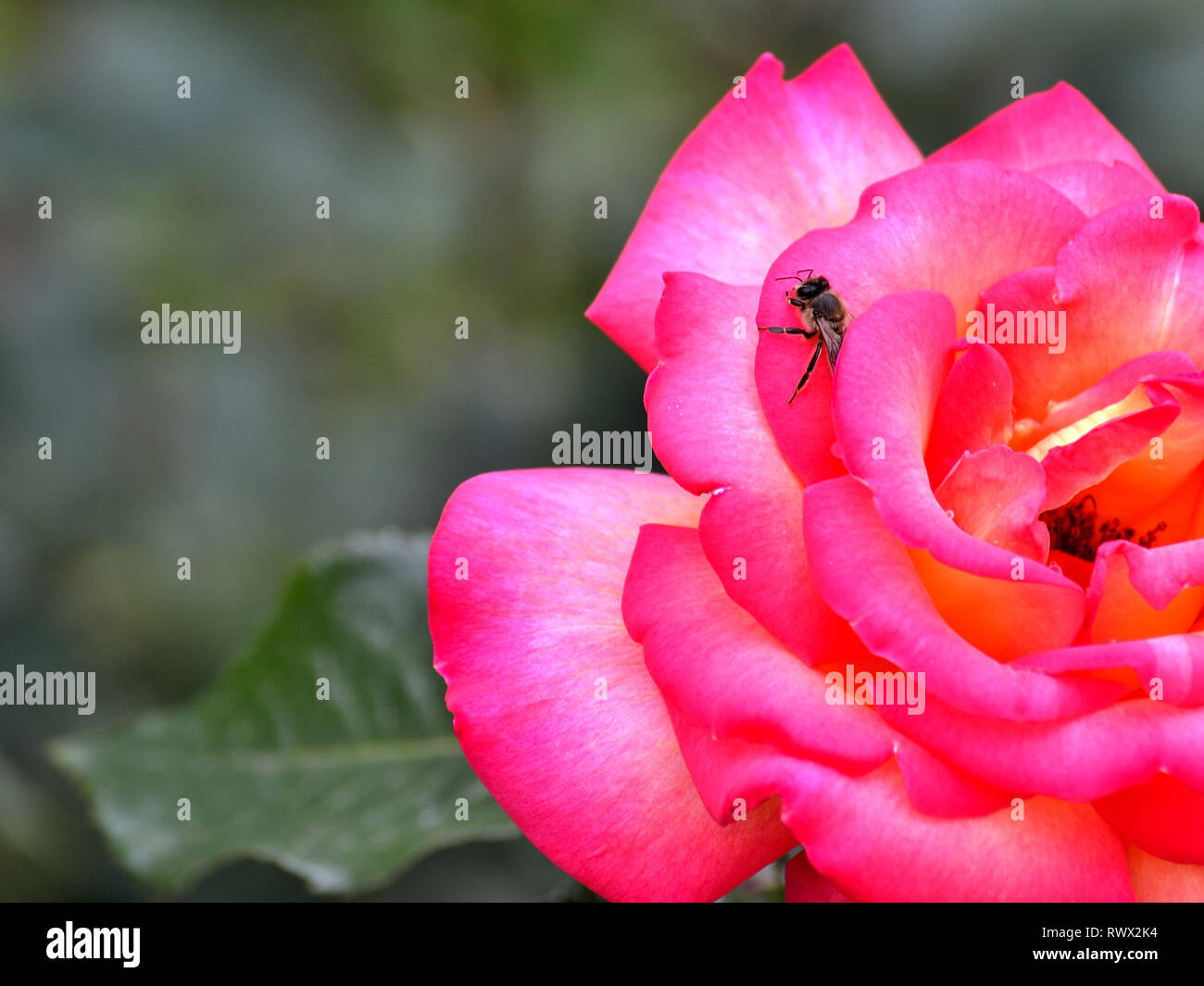 Bee in rose Stock Photo - Alamy