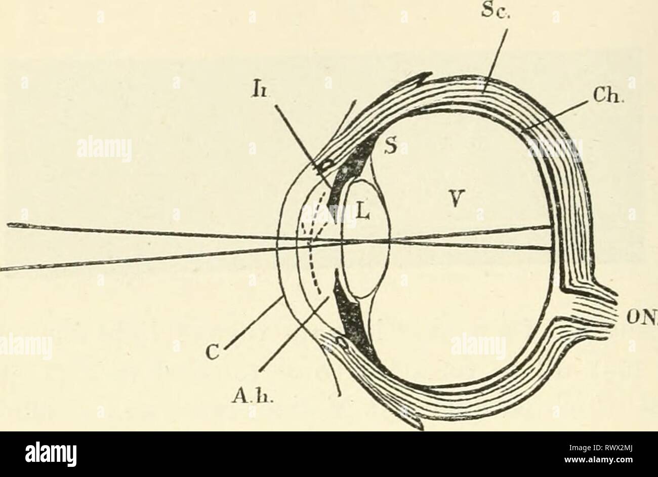 Elements of human physiology (1907) Elements of human physiology ...