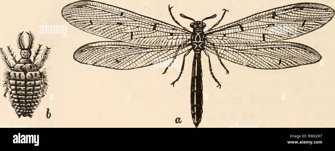 Filiform antennas hi-res stock photography and images - Alamy