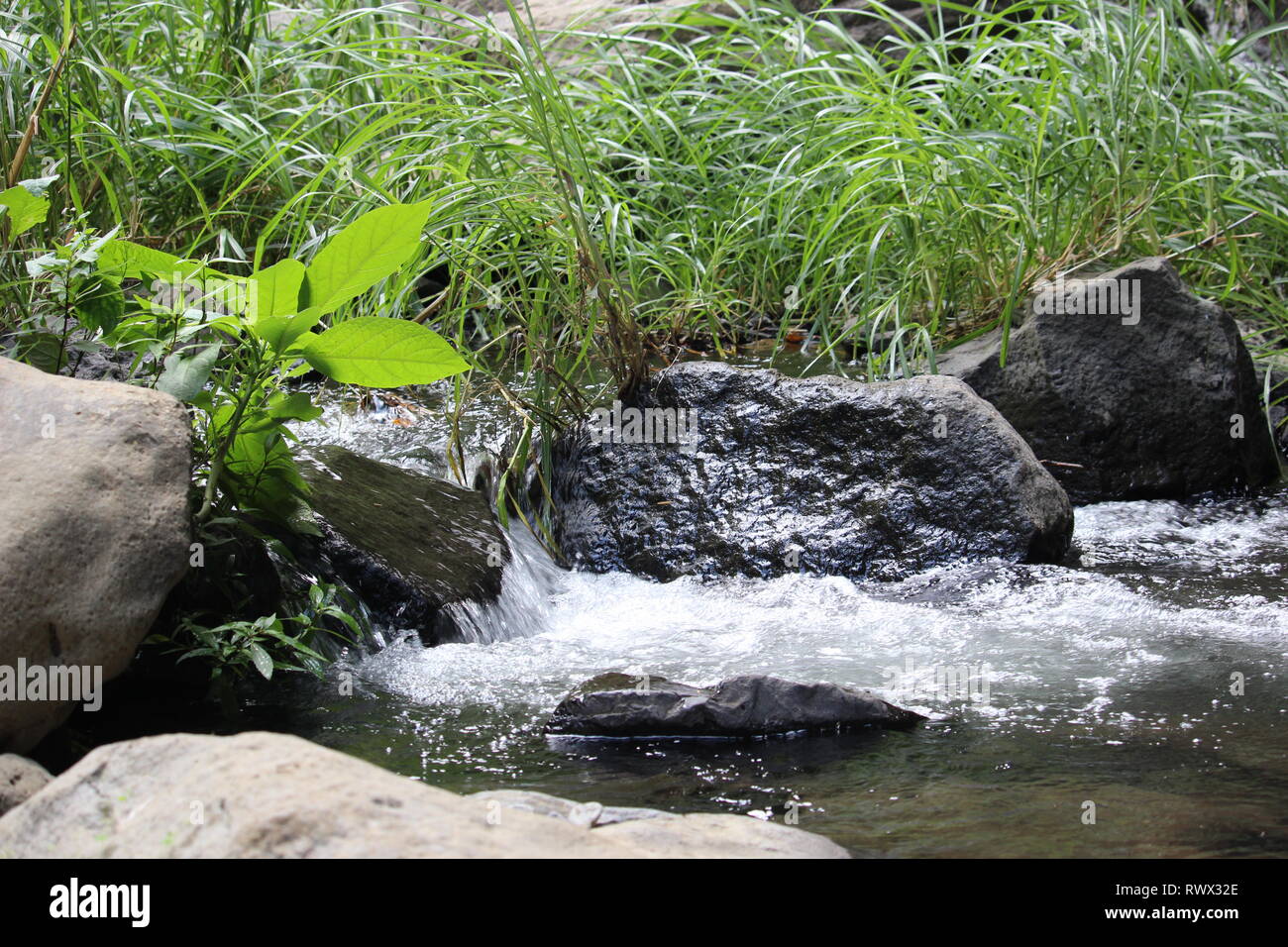 The flow of a small river on the edge of an unspoiled forest is ...