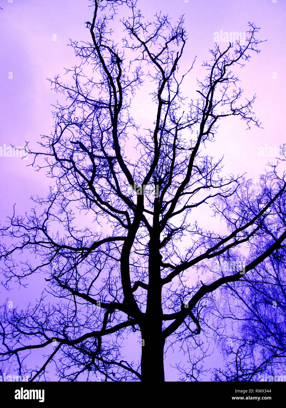 a dark shadowy silhouette of a black tree fairy purple background Stock Photo - Alamy