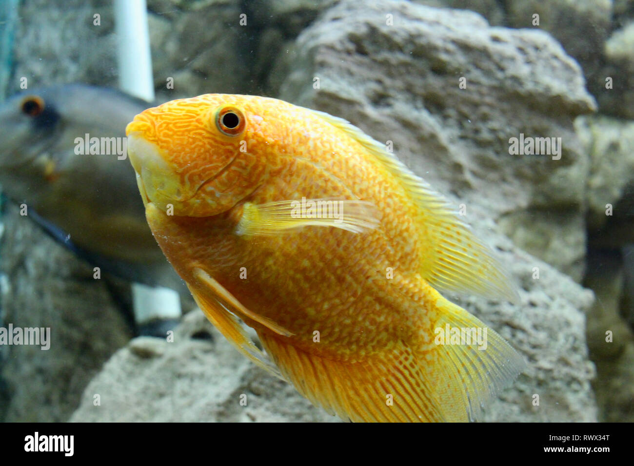 beautiful big sea fish in the aquarium Stock Photo - Alamy