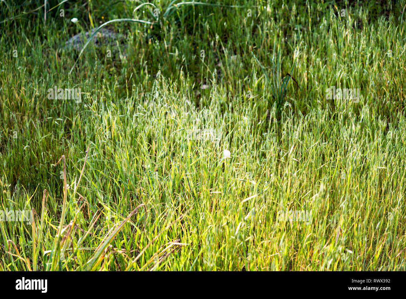 Morning dew forest wild herbs plants and grass Stock Photo - Alamy