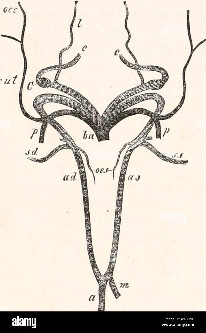 Elements of comparative anatomy (1878) Elements of comparative anatomy ...