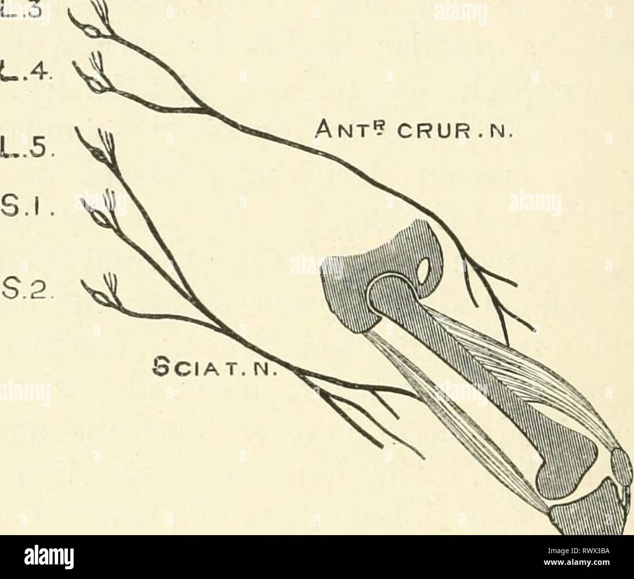 Elements of human physiology (1907) Elements of human physiology ...