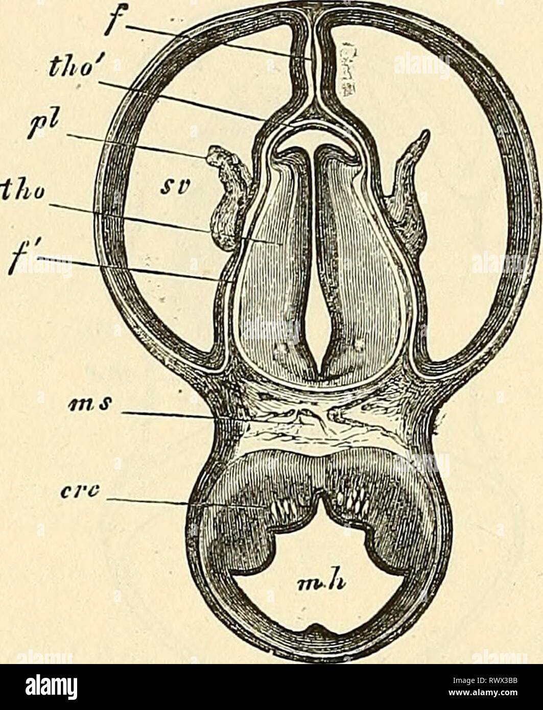 Embryologie, ou, Traité complet du Stock Photo - Alamy