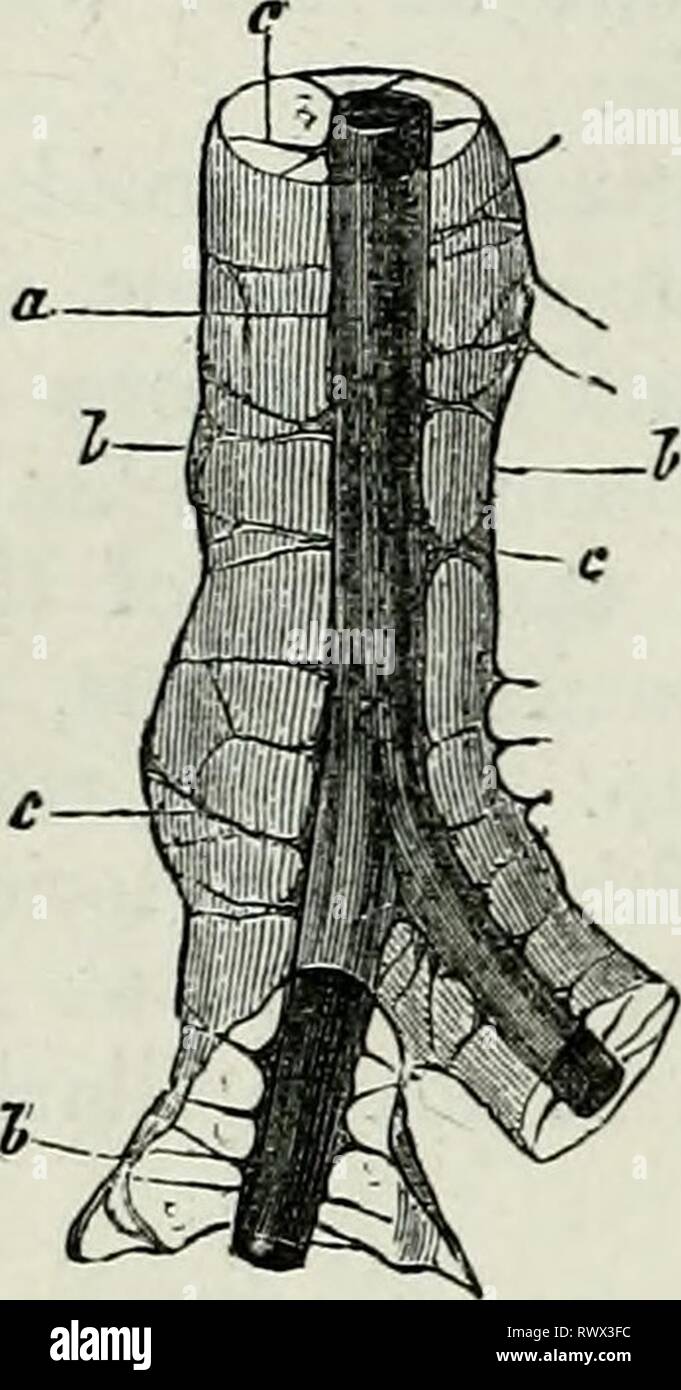 Salamander anatomy hi-res stock photography and images - Alamy