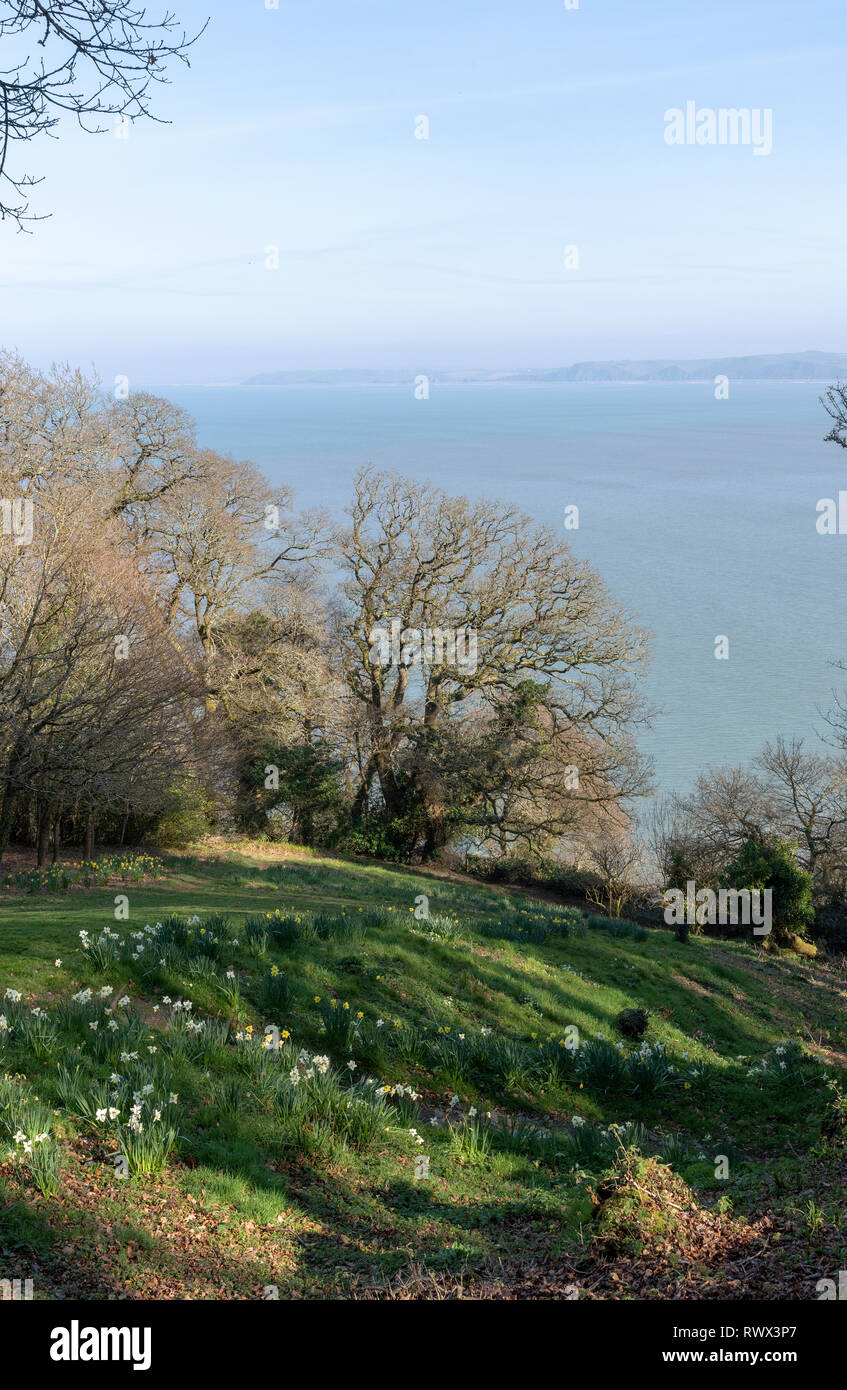 Clovelly, North Devon, England, UK. February 2019. Spring flowers at a ...