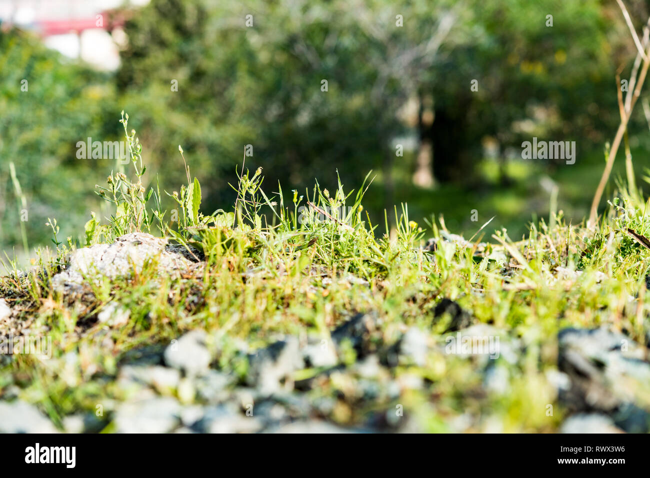Morning dew forest wild herbs plants and grass Stock Photo - Alamy