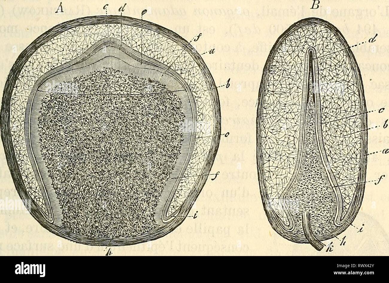Embryologie, ou, Traité complet du Stock Photo - Alamy