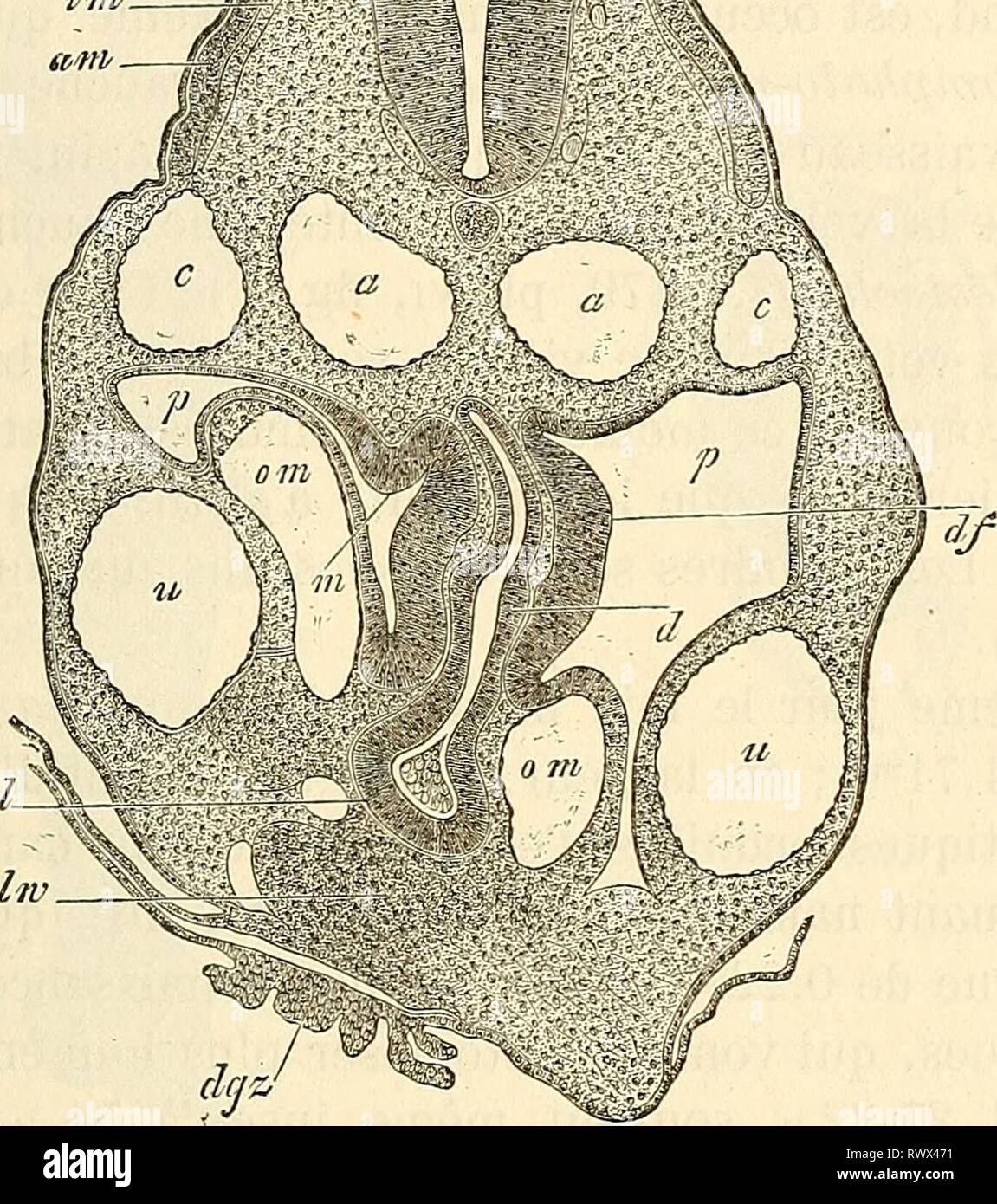 Embryologie, ou, Traité complet du Stock Photo - Alamy