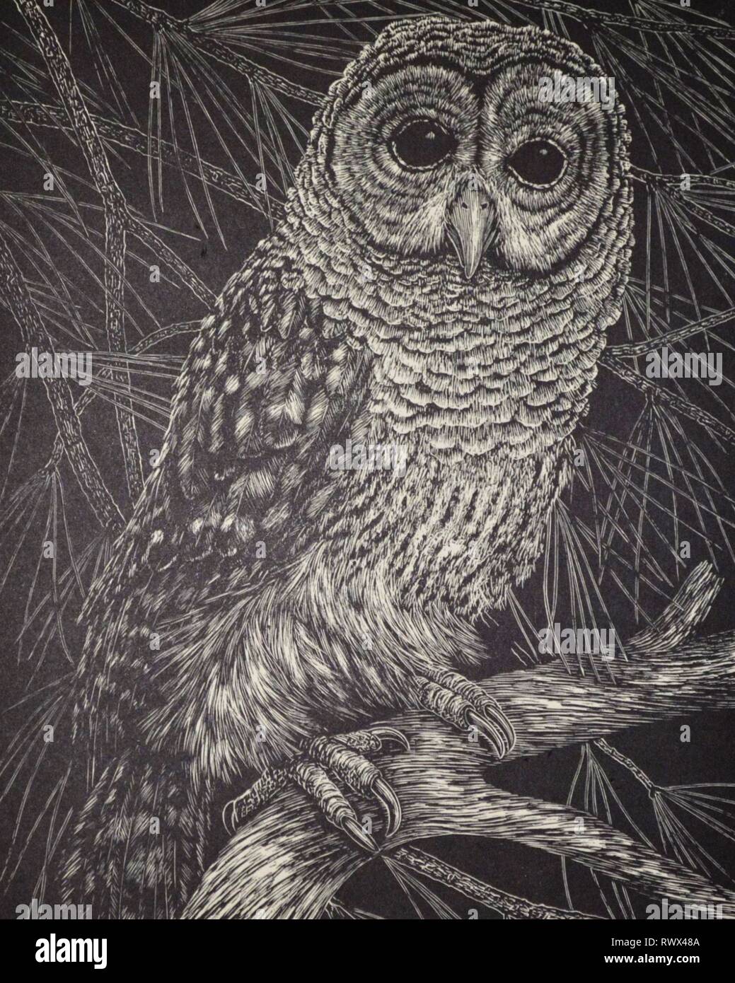 Cute vintage owl illustration Stock Photo - Alamy