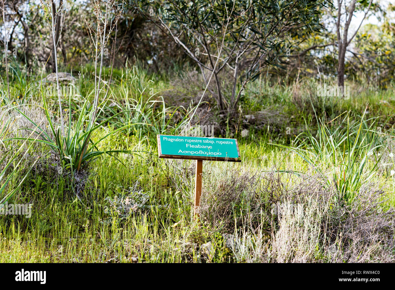Morning dew forest wild herbs plants and grass Stock Photo - Alamy