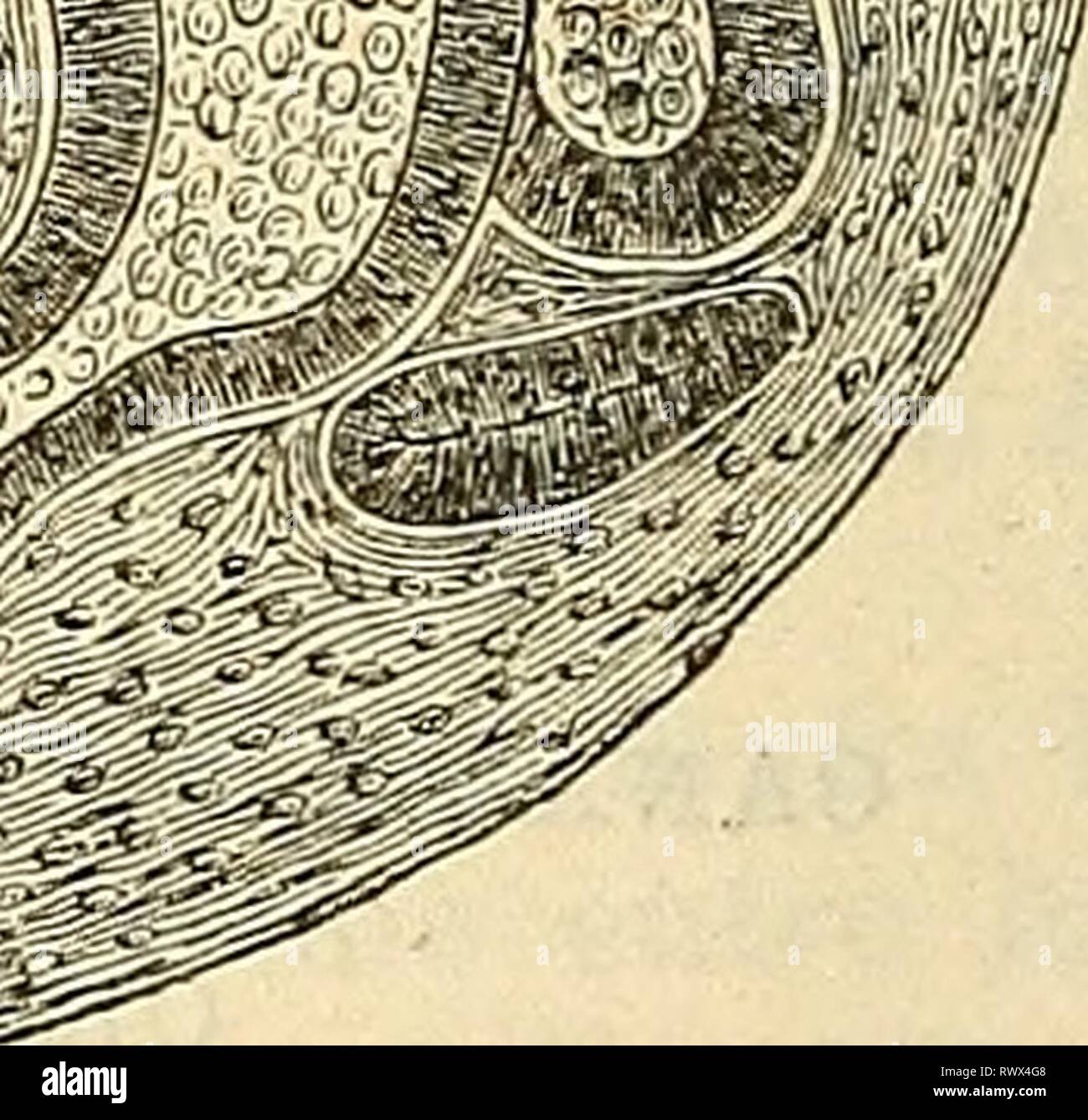 Embryologie, ou, Traité complet du Stock Photo - Alamy