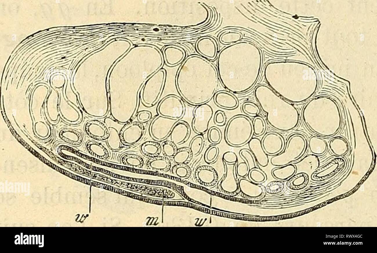 Embryologie, ou, Traité complet du Stock Photo - Alamy