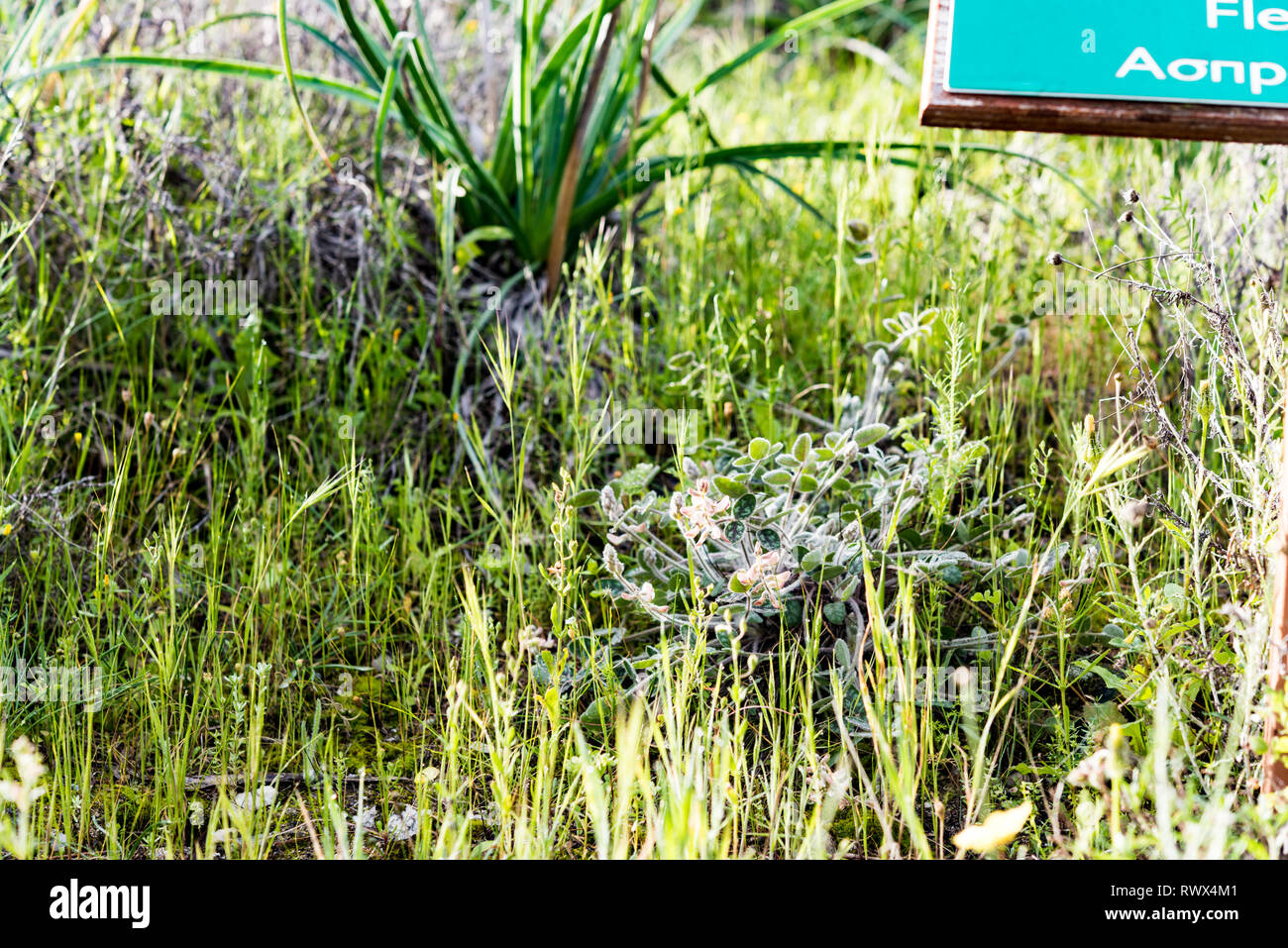 Morning dew forest wild herbs plants and grass Stock Photo - Alamy