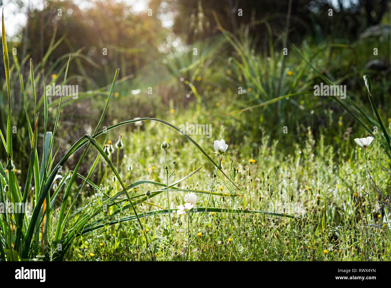 Morning dew forest wild herbs plants and grass Stock Photo - Alamy