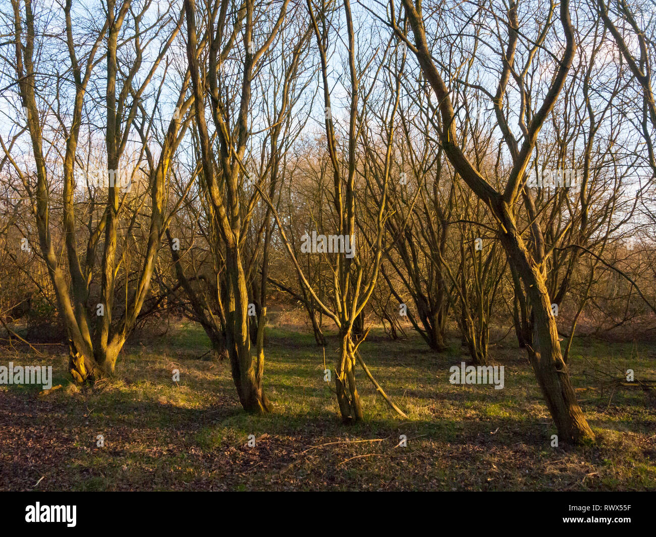 Beautiful countryside Dedham water scene outside nature landscape space ...