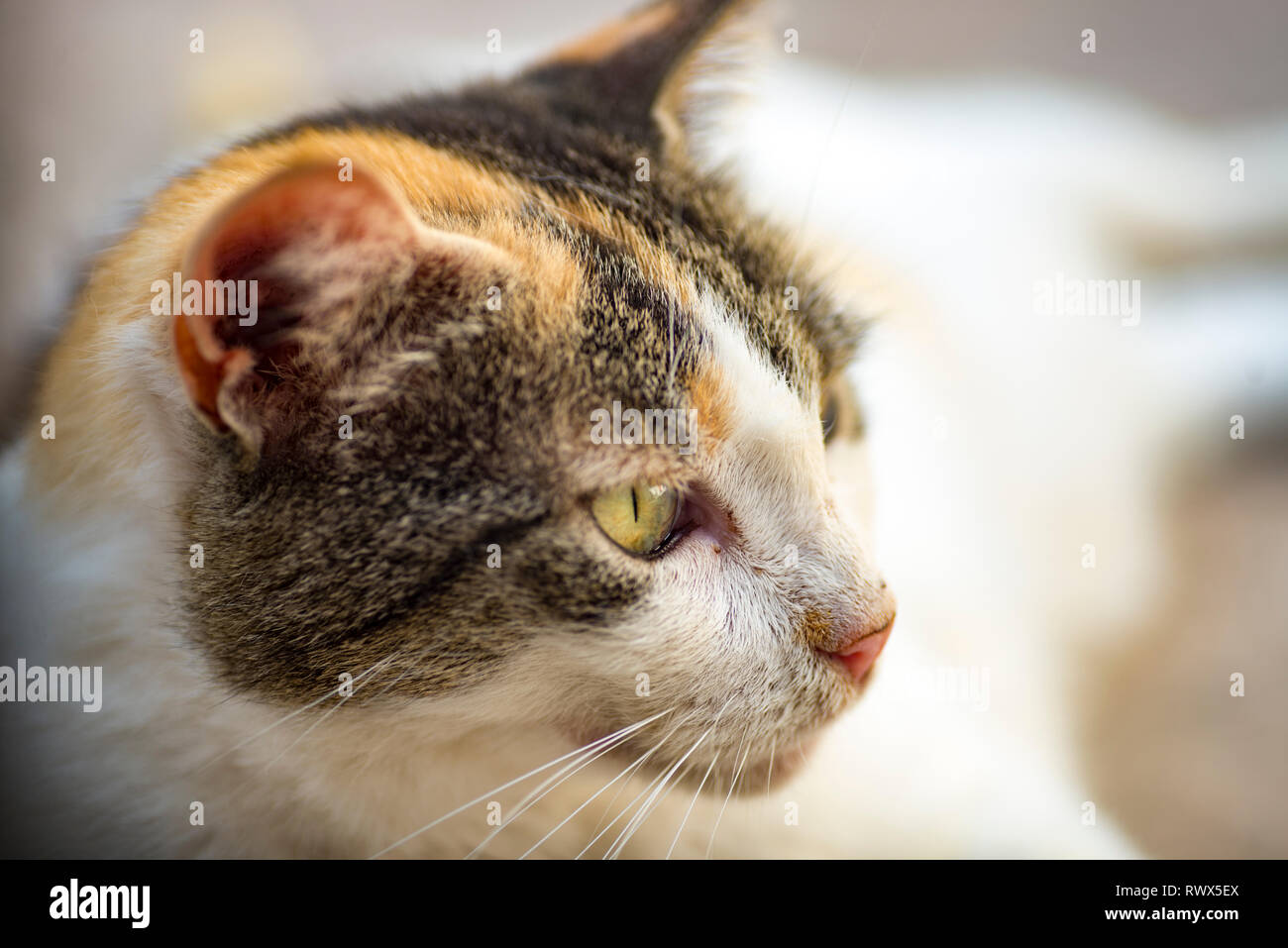 Cat - Left Side Profile - Croatian Cats Stock Photo - Alamy