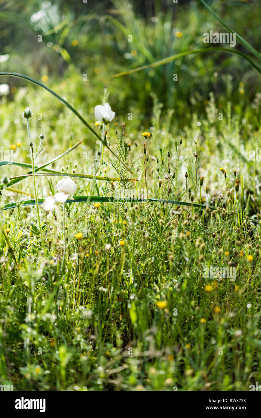 Morning dew forest wild herbs plants and grass Stock Photo - Alamy