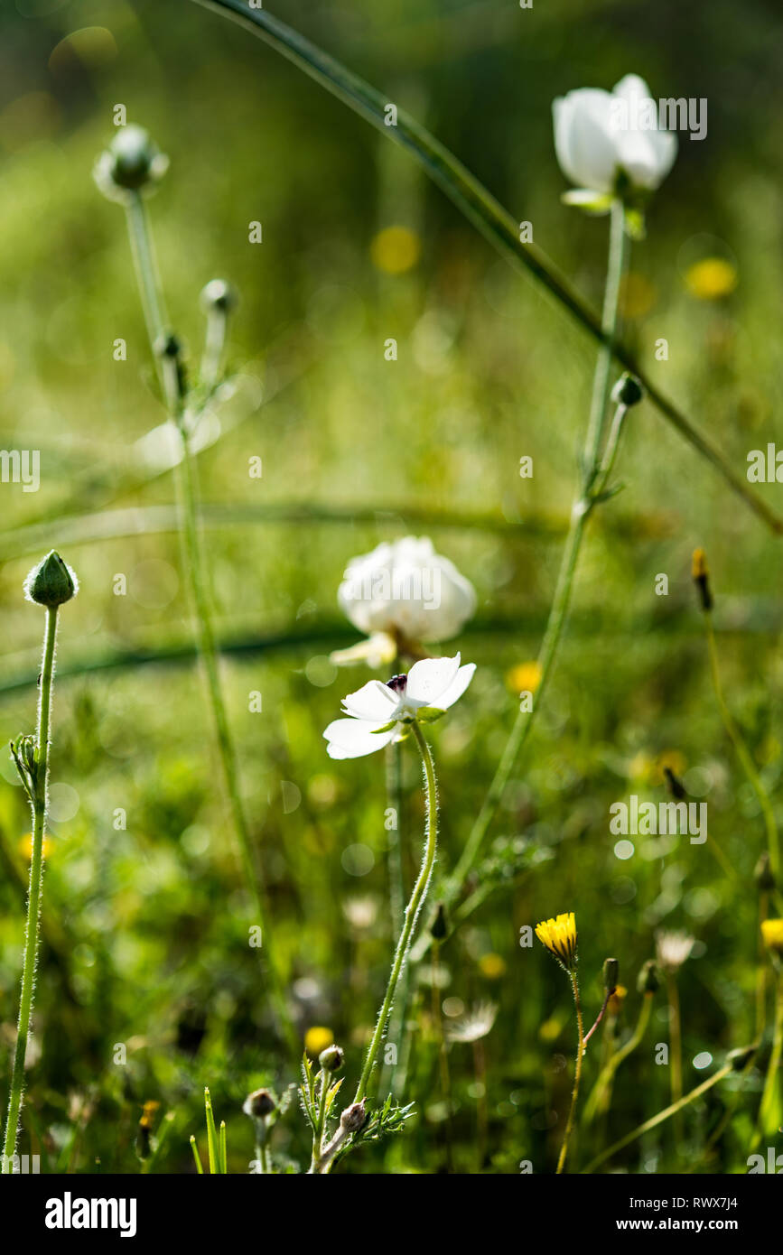 Morning dew forest wild herbs plants and grass Stock Photo - Alamy
