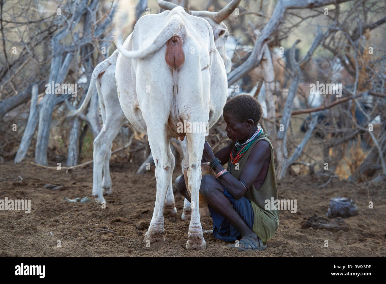 Cattle kraal hi-res stock photography and images - Alamy