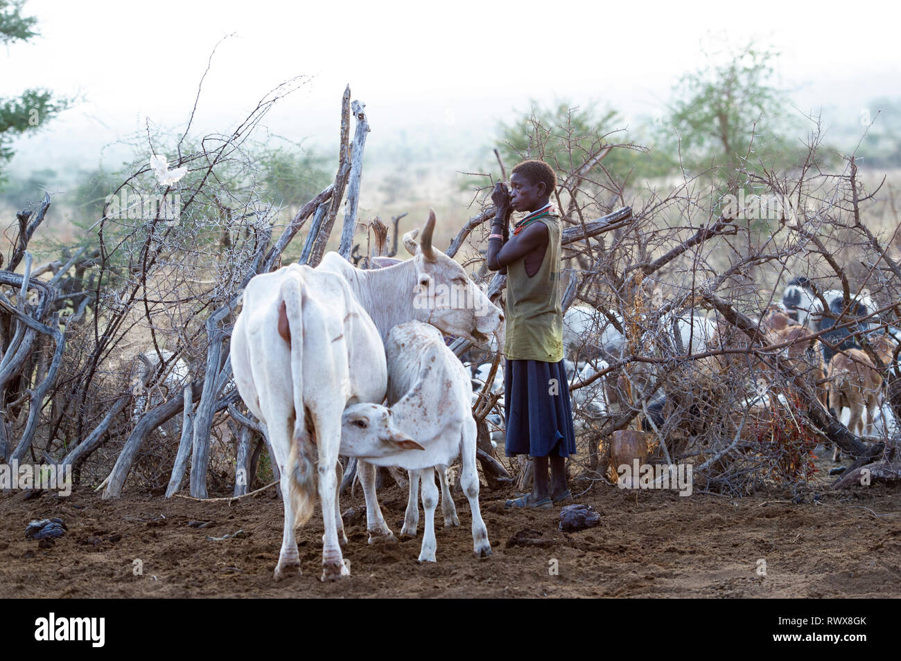 Cattle kraal hi-res stock photography and images - Alamy