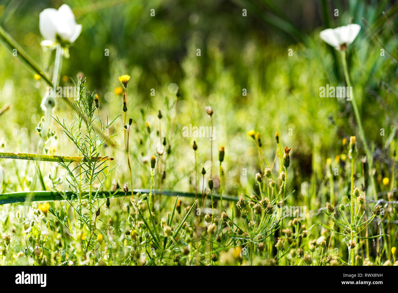 Morning dew forest wild herbs plants and grass Stock Photo - Alamy