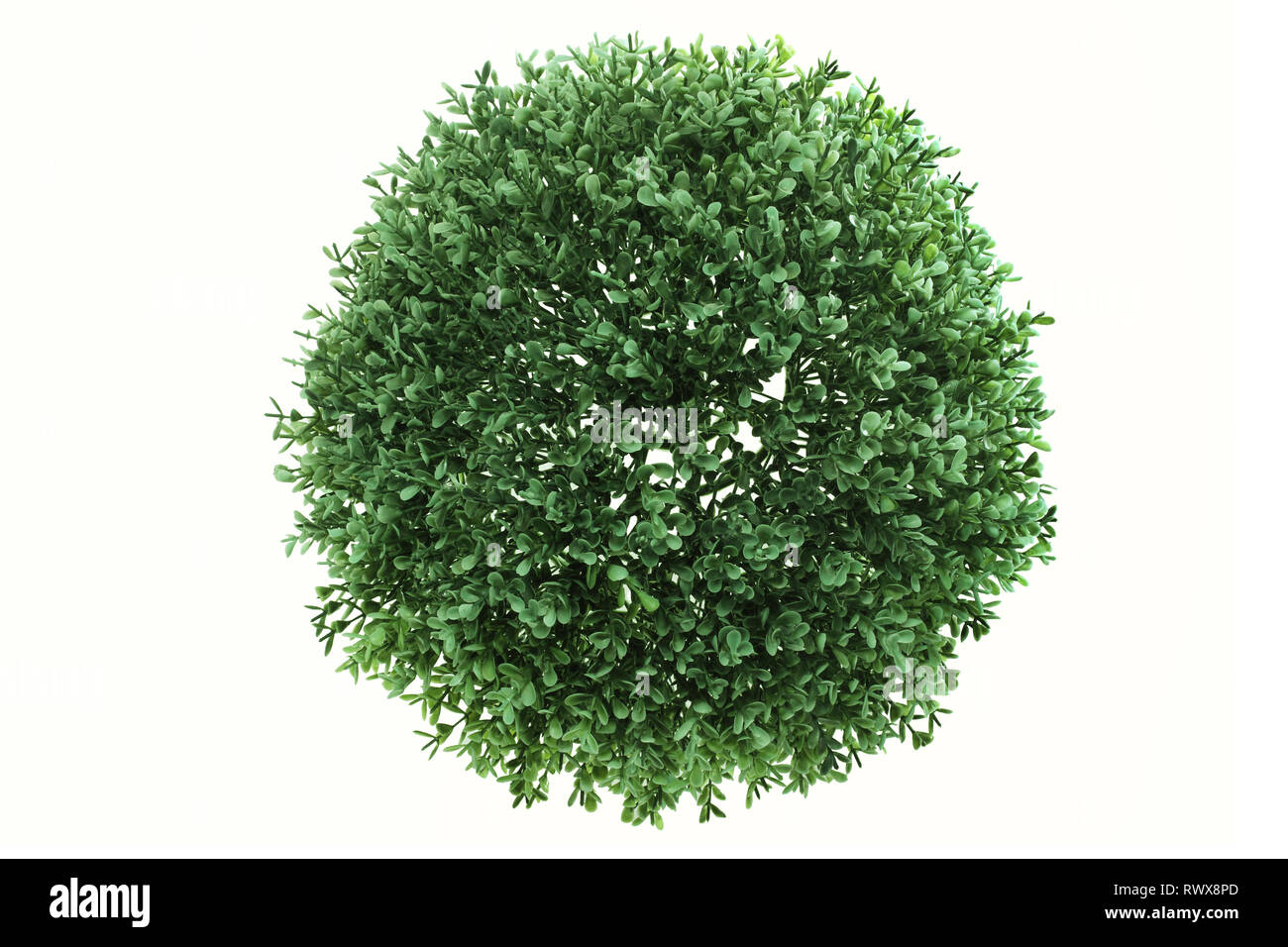 Green Shrub on White Background Stock Photo - Alamy