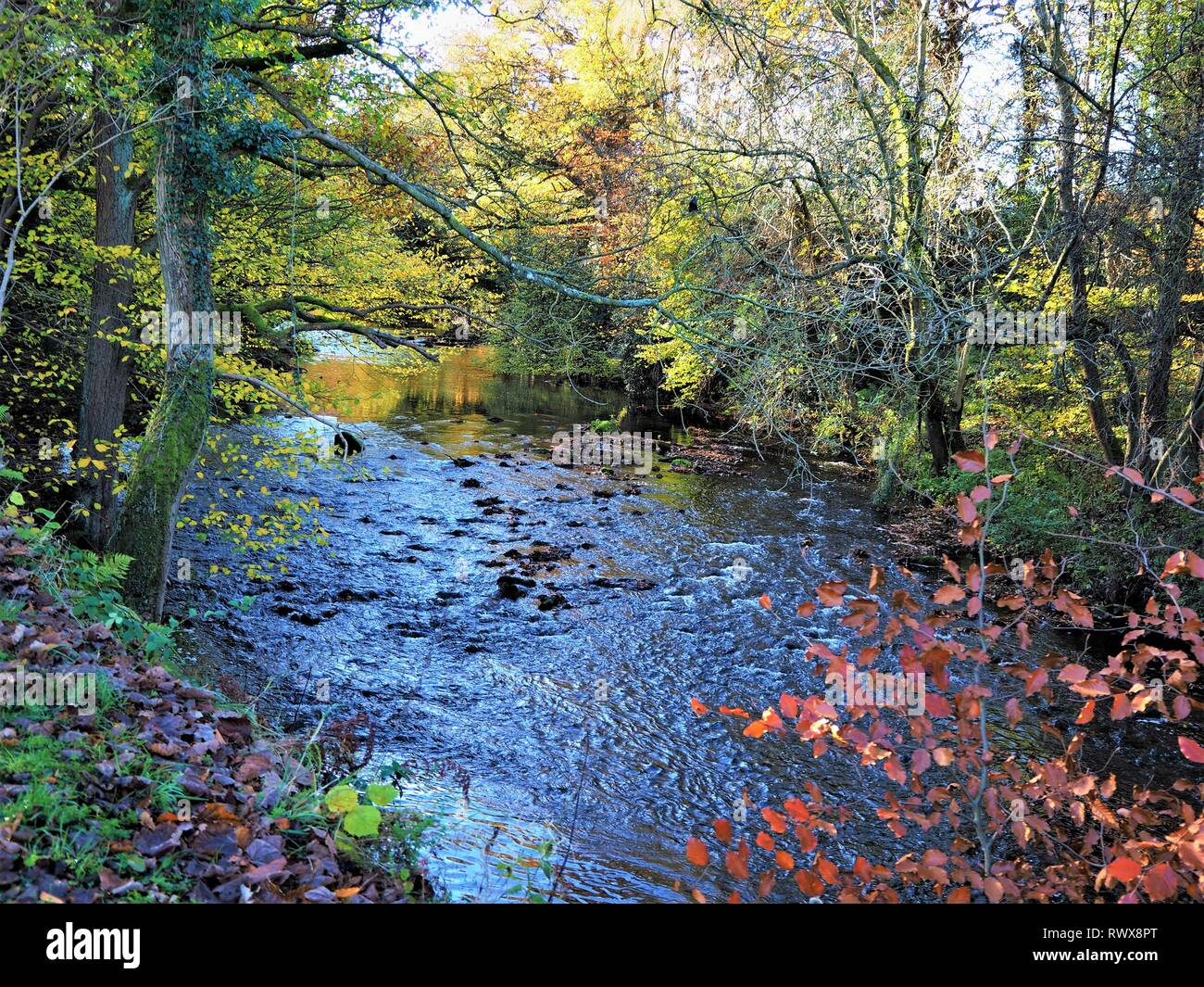 Trees with colourful autumn foliage beside the River Derwent at Gibside ...