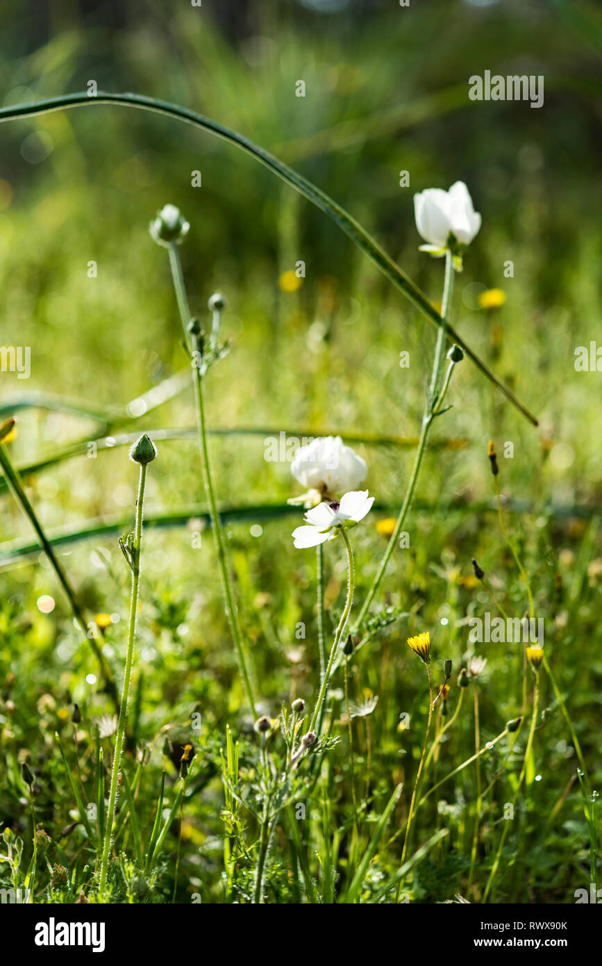 Morning dew forest wild herbs plants and grass Stock Photo - Alamy